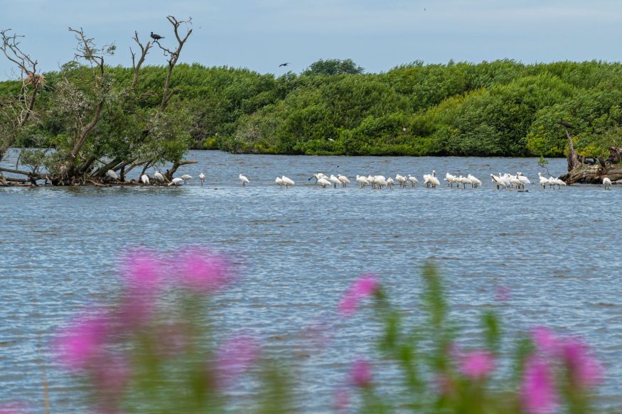 Toproute: fietsen op Schiermonnikoog - Fietsersbond